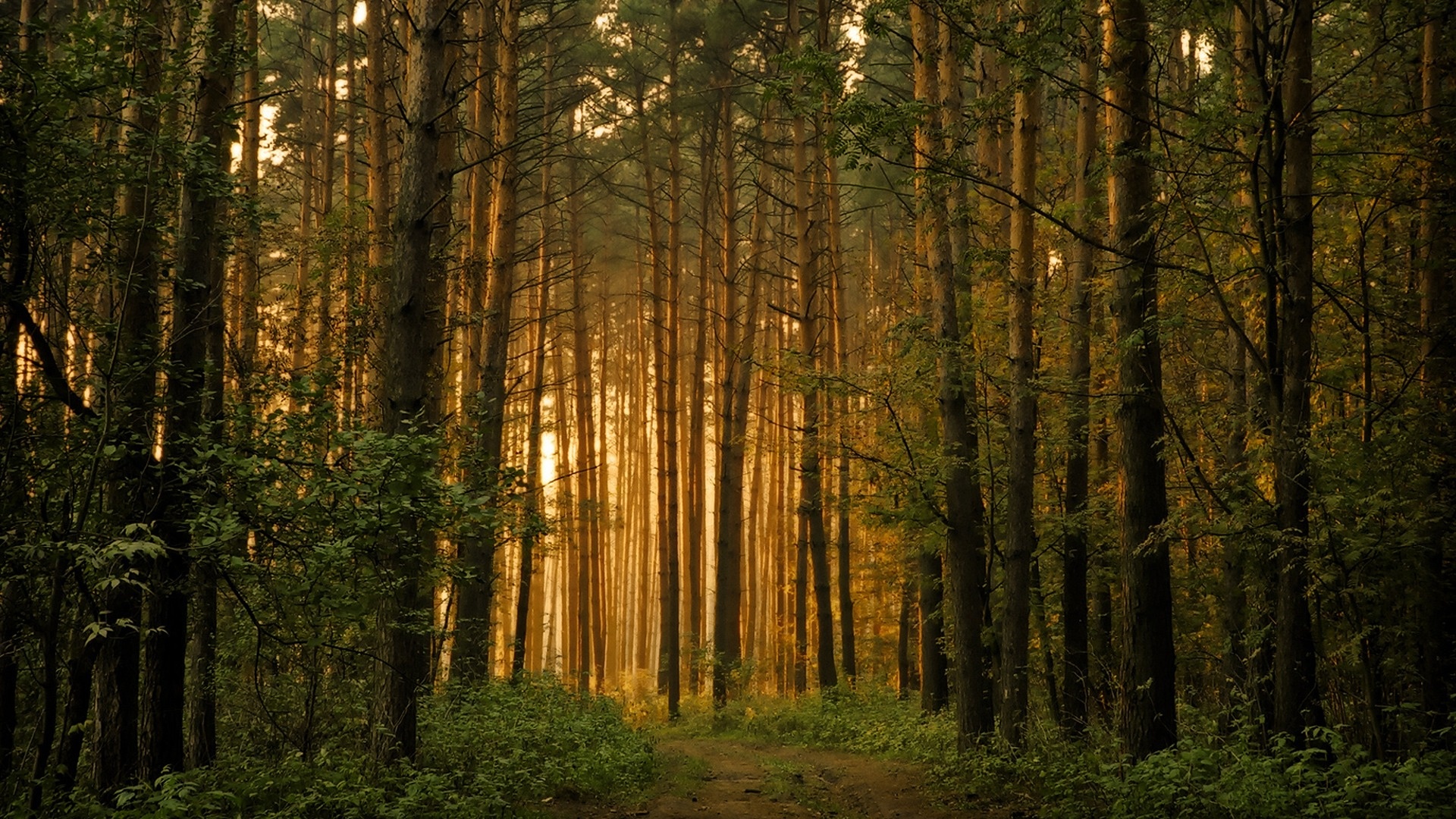 VII.- Historias en verde: ¿existen todavía bosques naturales ...