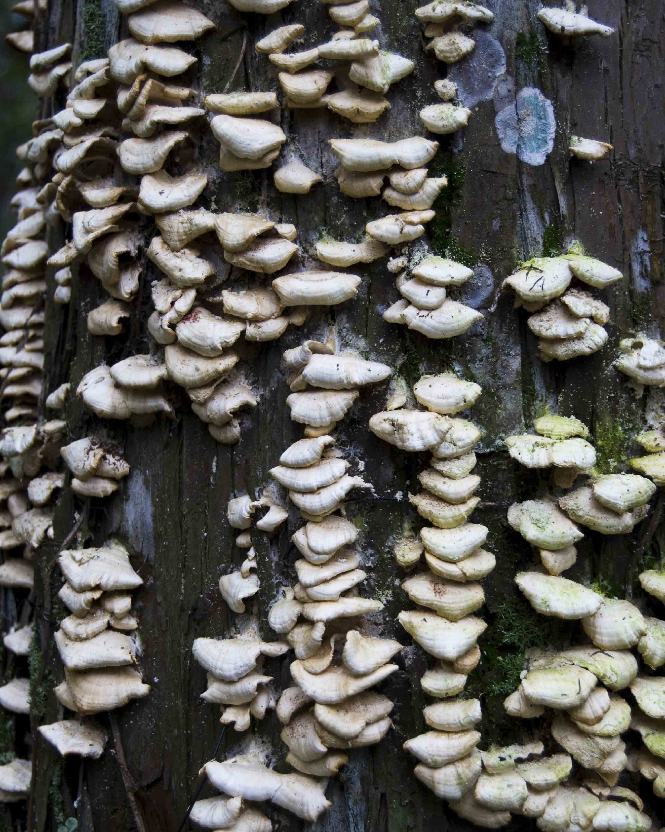 Los mitos de la arboricultura: según Alex L. Shigo «100 Tree Myths ...
