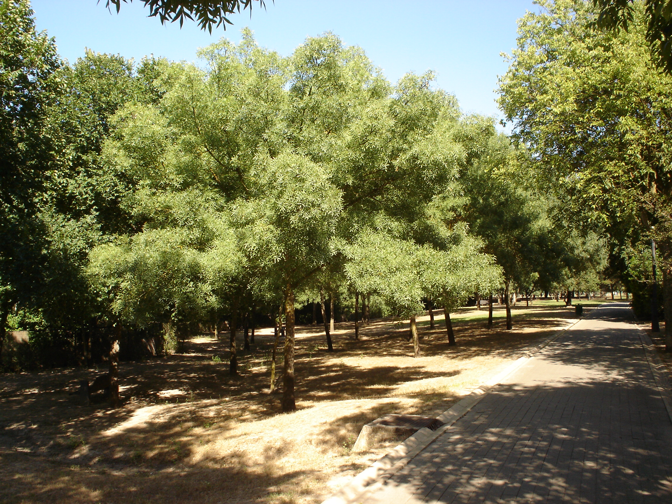 Parque del Alamillo – Jardines sin fronteras