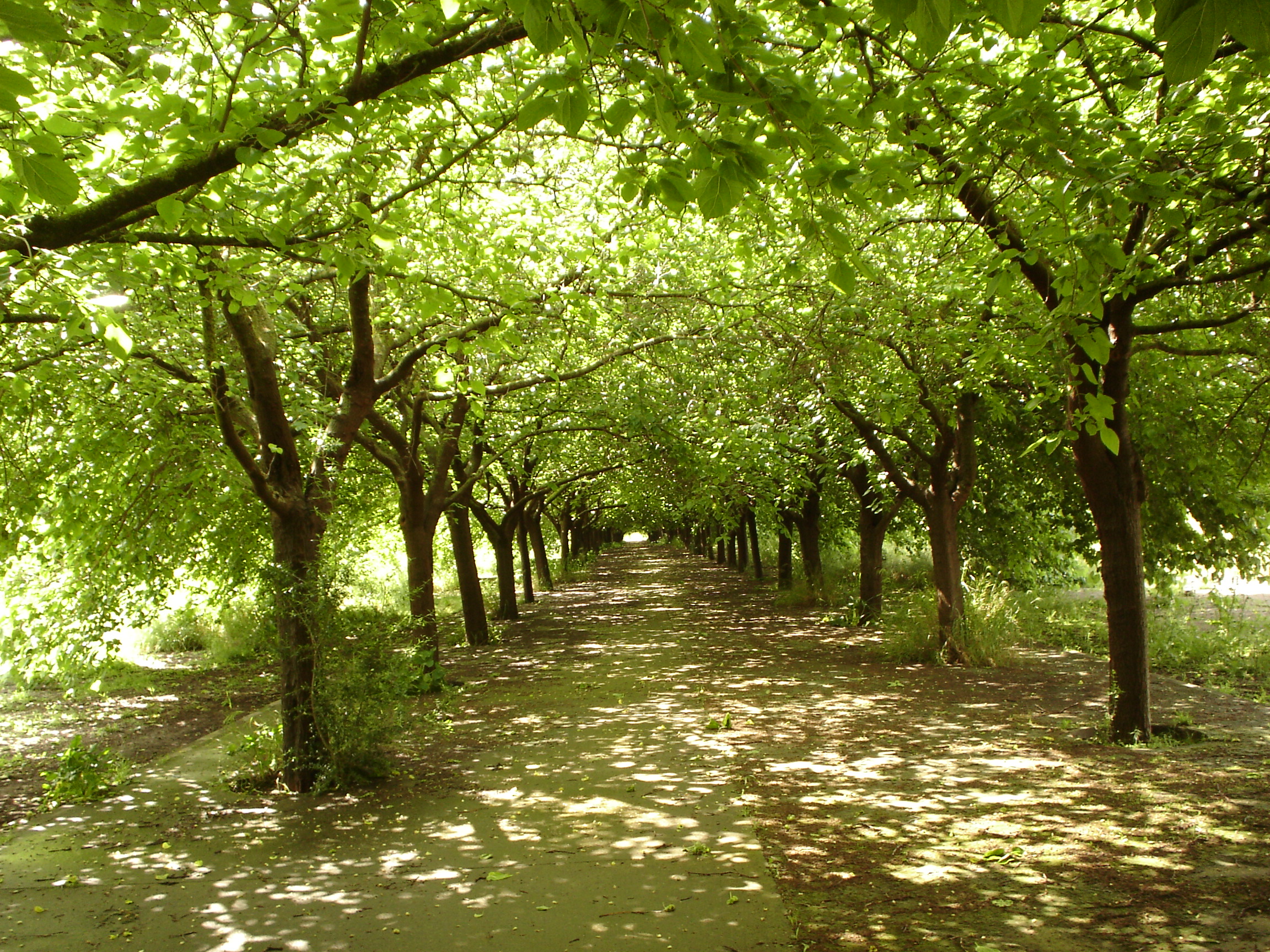 Parque del Alamillo – Jardines sin fronteras