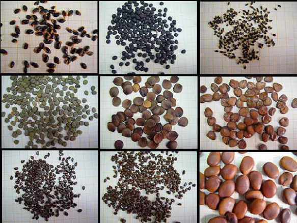 XI-.- Historias en verde: anatomía de un árbol. Cómo se desarrolla ...
