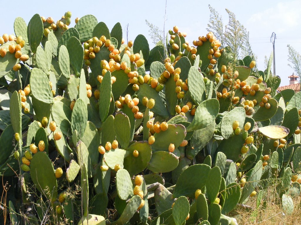 La chumbera, esa gran desconocida – Jardines sin fronteras