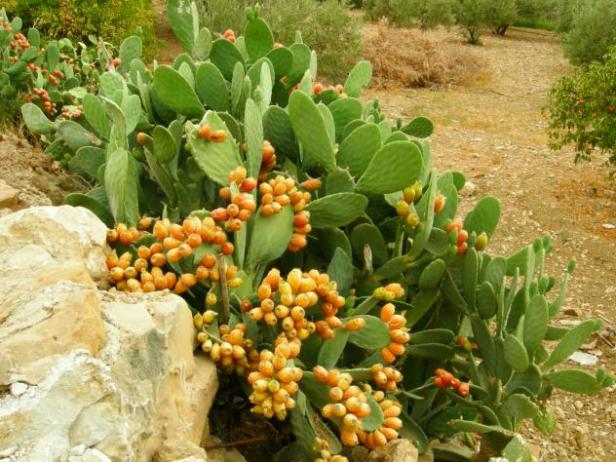 La chumbera, esa gran desconocida – Jardines sin fronteras