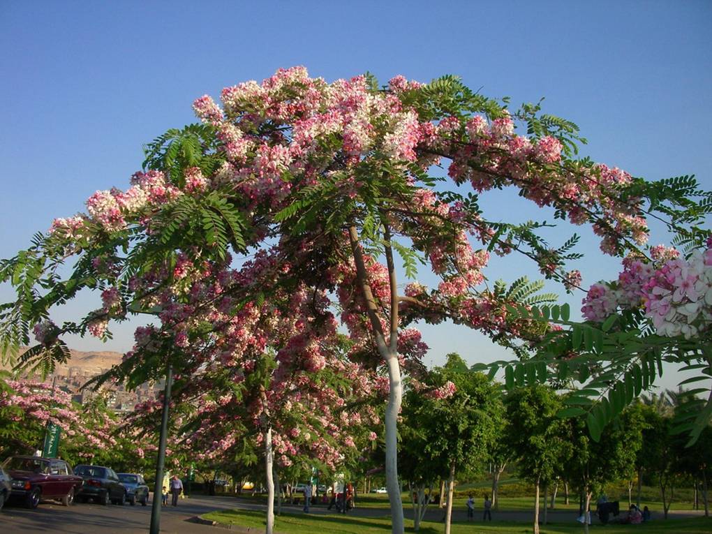 El gran parque del Cairo – Jardines sin fronteras