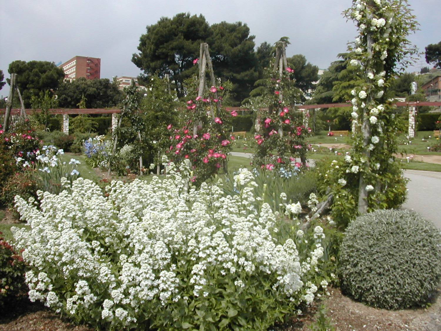Rosaleda del Parque Cervantes – Jardines sin fronteras