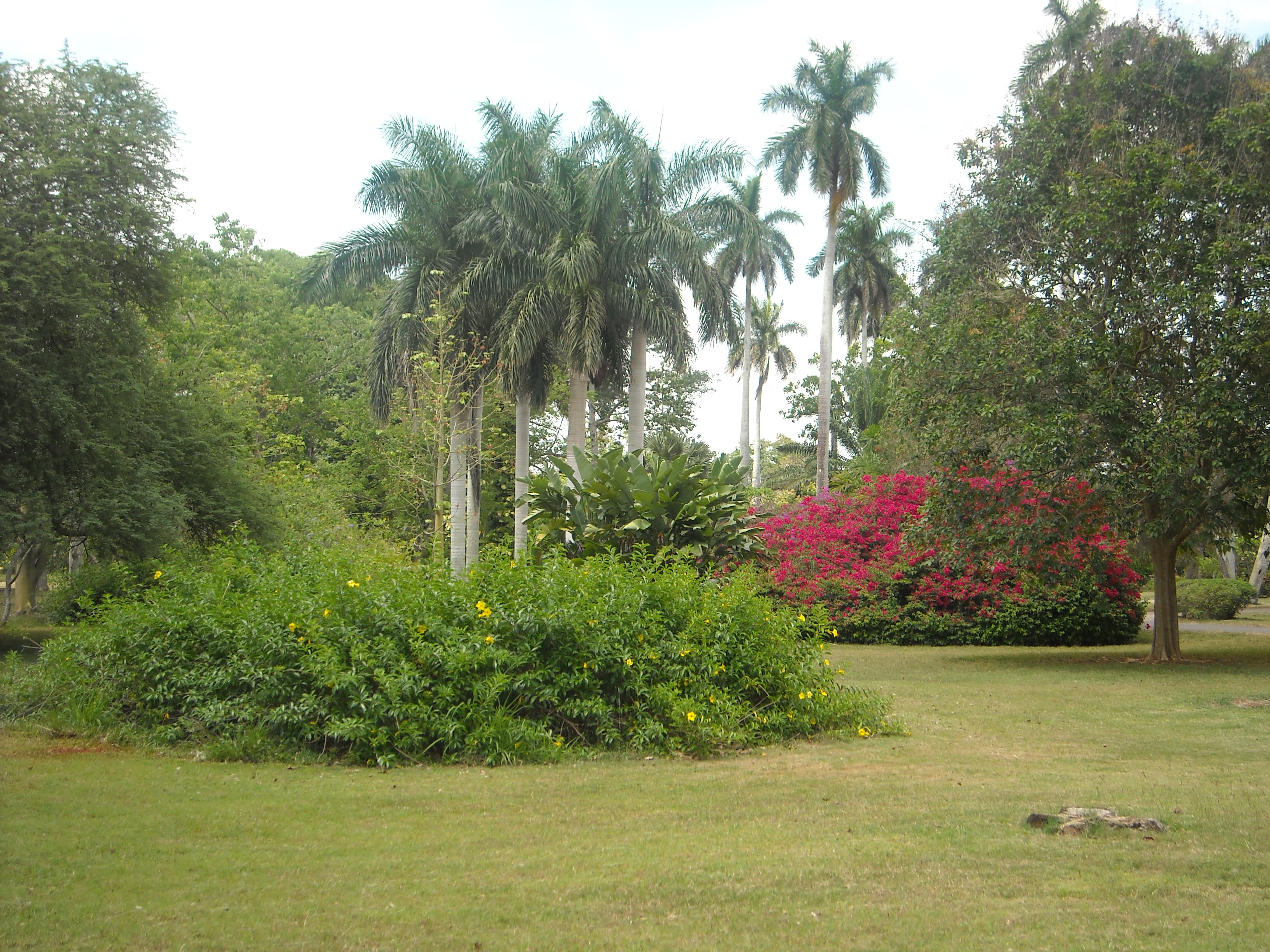 Jardines de Latinoamérica.-Cuba, Puerto Rico. Uruguay, Rep. Dominicana ...