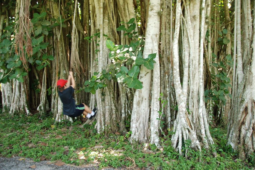 Jardines de Latinoamérica.-Cuba, Puerto Rico. Uruguay, Rep. Dominicana ...