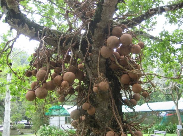 Jardines de Malasia – Jardines sin fronteras