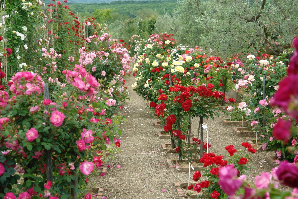 Rosaledas en Europa. – Jardines sin fronteras