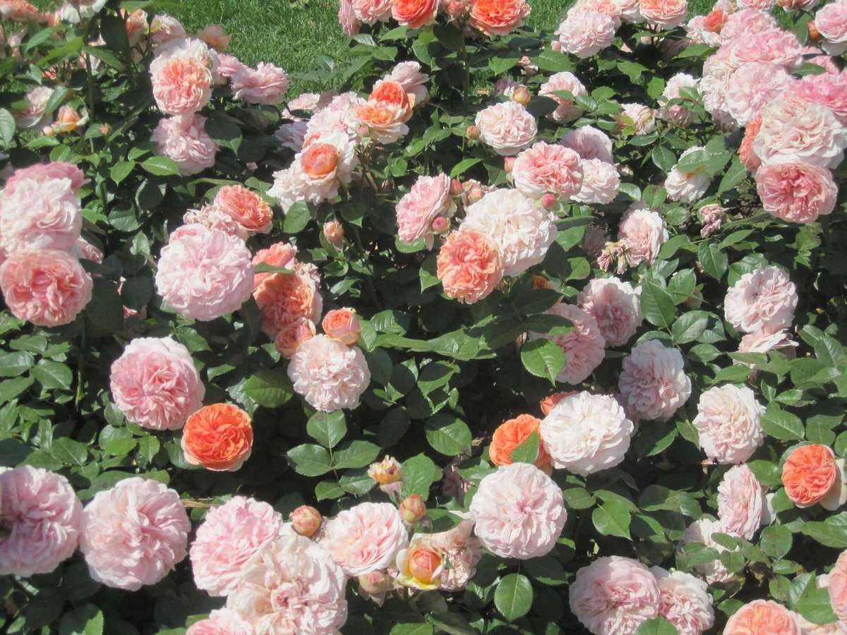 Rosaledas en Francia – Jardines sin fronteras