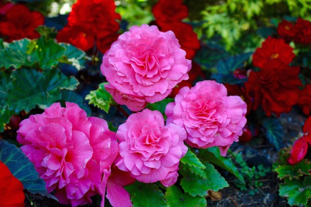 Rosaledas en Canadá – Jardines sin fronteras