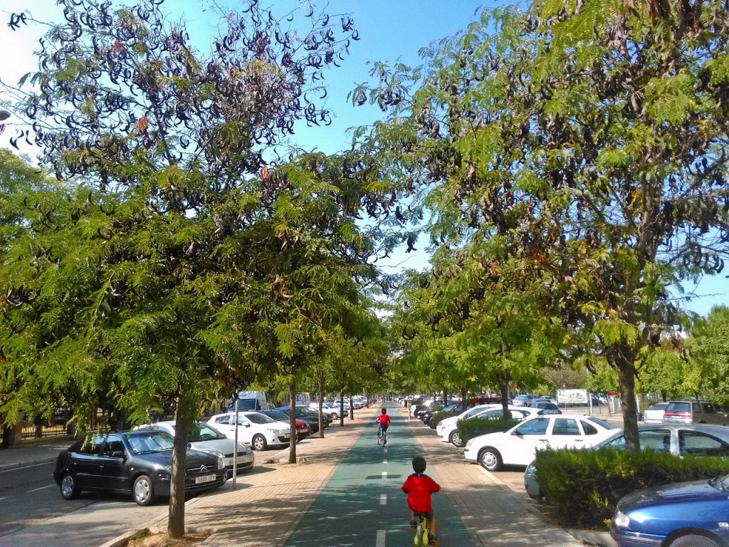 QUE PODEMOS HACER CON LOS ARBOLES ENFERMOS – Jardines sin fronteras