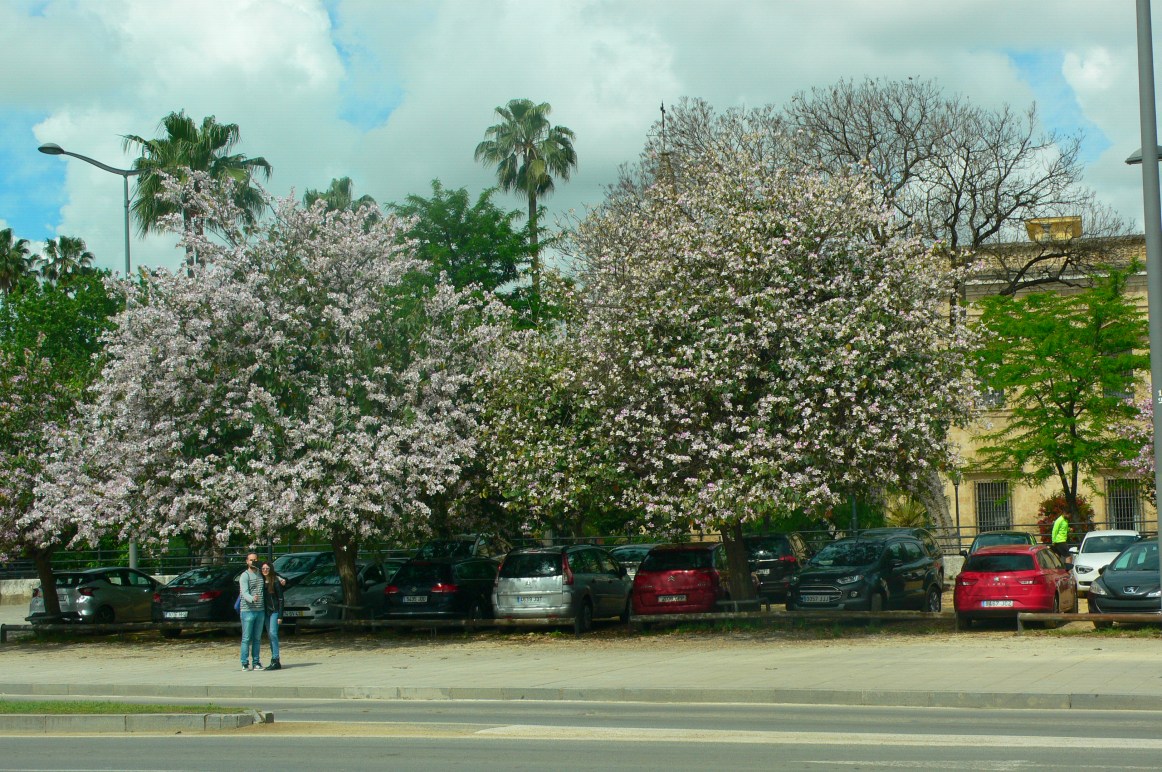 UNA EXCURSIÓN FOTOGRÁFICA POR EL PARQUE DE MARIA LUISA – Jardines sin ...