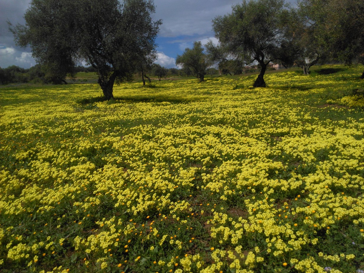 LA IMPLANTACIÓN DE PRADERAS NATURALES DE FLOR – Jardines sin fronteras
