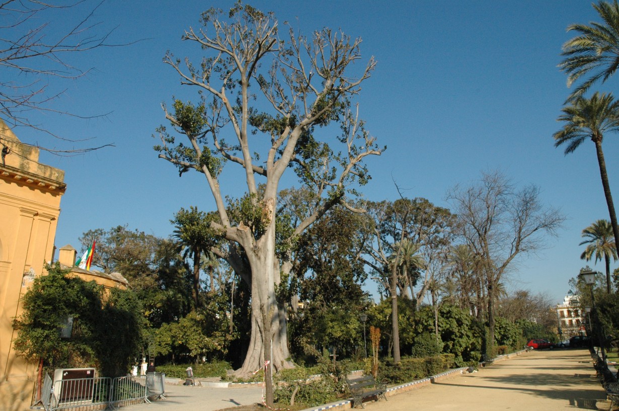 EL ARBOL COMO SER VIVO – Jardines sin fronteras