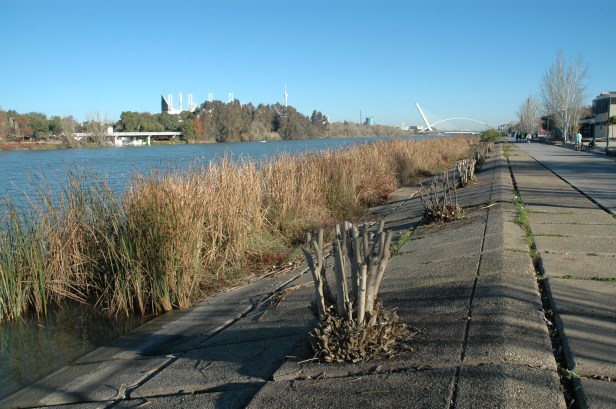 SIN ARBOLES NO HAY FUTURO. – Jardines sin fronteras