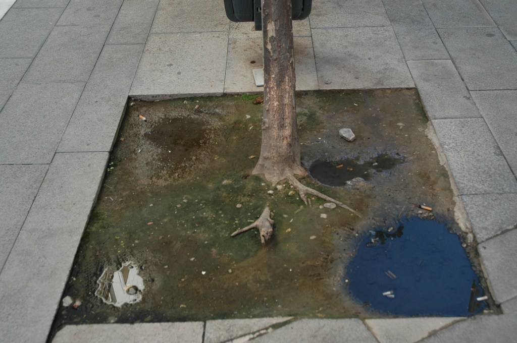 ELIMINACIÓN DE ARBOLES PELIGROSOS. – ¿Cuándo un árbol desarrolla ...