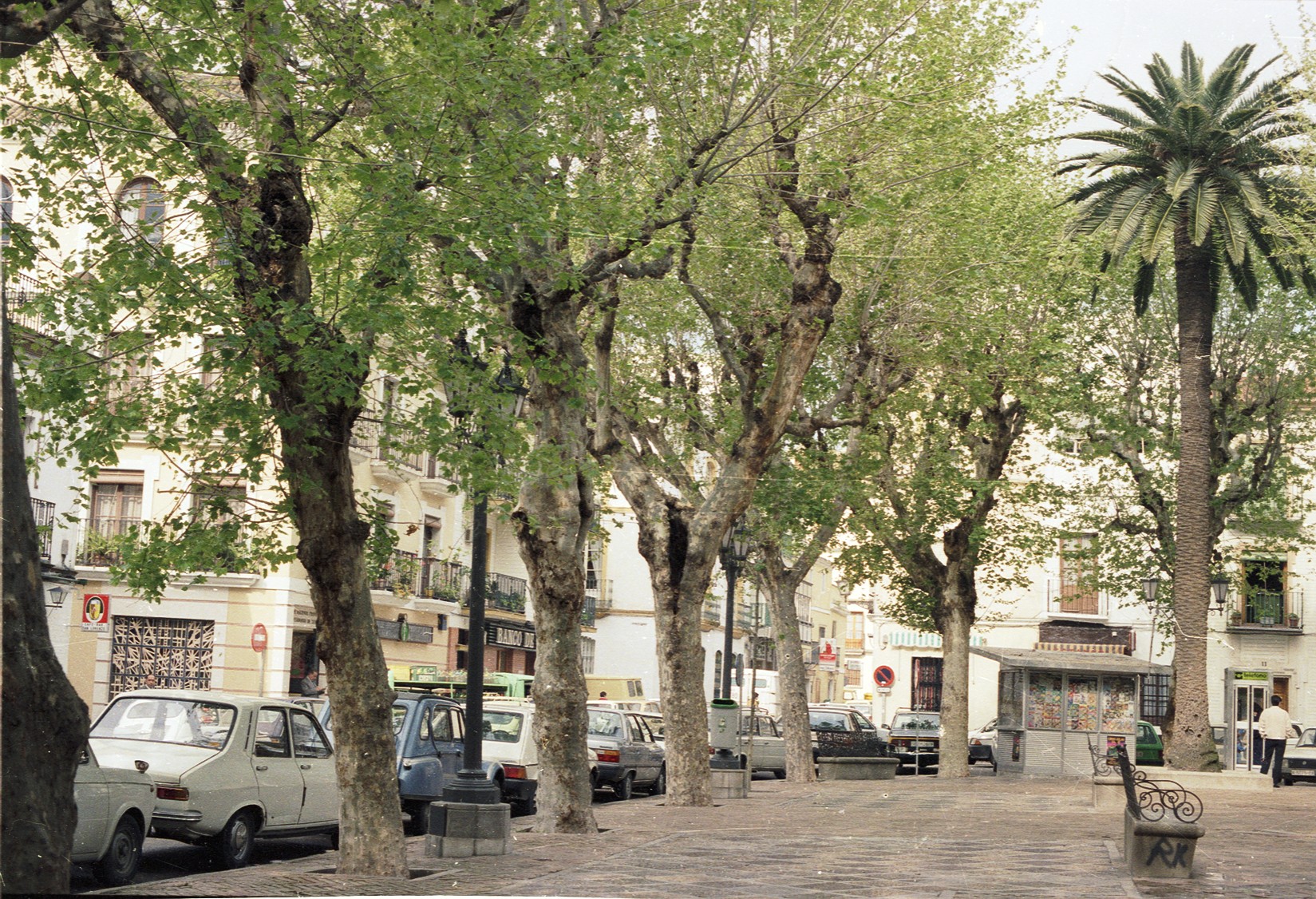 QUE PODEMOS HACER CON LOS ARBOLES ENFERMOS – Jardines sin fronteras