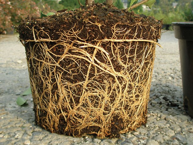 RAÍCES SALUDABLES,ARBOLES SALUDABLES – Jardines sin fronteras