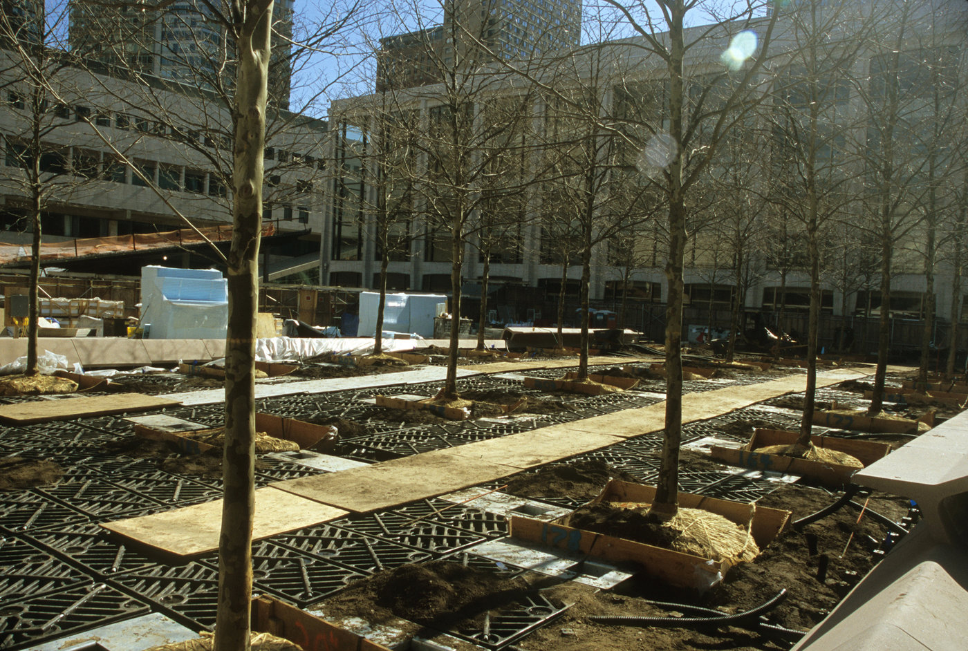 arboles – Jardines sin fronteras