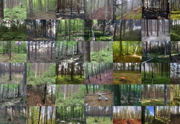 QUE PODEMOS HACER CON LOS ARBOLES ENFERMOS – Jardines sin fronteras