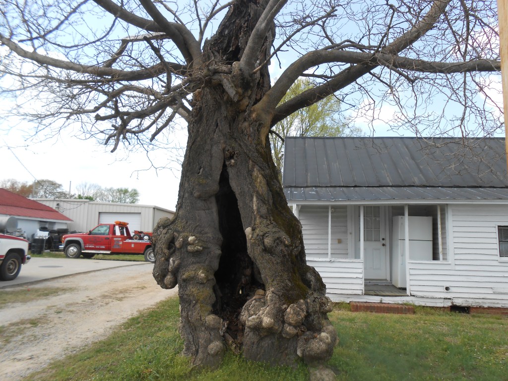 QUE PODEMOS HACER CON LOS ARBOLES ENFERMOS – Jardines sin fronteras