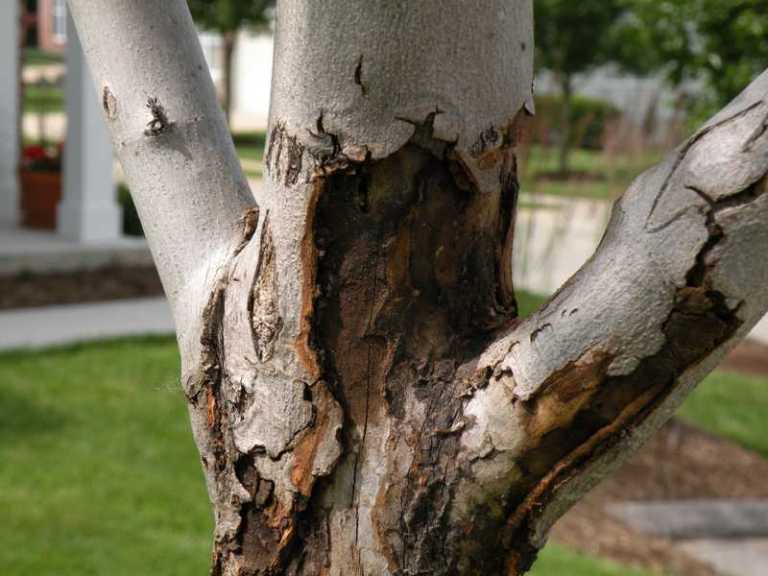 COMO SANAR LAS HERIDAS EN LOS ARBOLES – Jardines sin fronteras