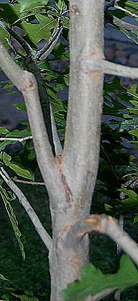 LA ESTRUCTURA DE LOS ARBOLES – Jardines sin fronteras