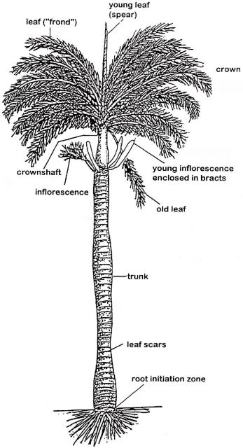 MORFOLOGIA Y ANATOMIA DE LAS PALMERAS. – Jardines sin fronteras