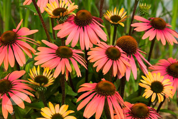 LA IMPLANTACIÓN DE PRADERAS NATURALES DE FLOR – Jardines sin fronteras