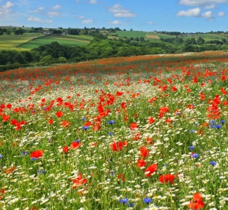 LA IMPLANTACIÓN DE PRADERAS NATURALES DE FLOR – Jardines sin fronteras