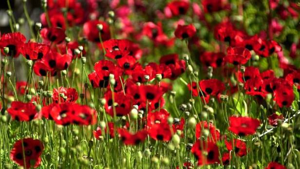 LA IMPLANTACIÓN DE PRADERAS NATURALES DE FLOR – Jardines sin fronteras