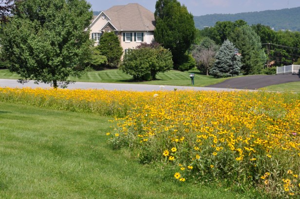 LA IMPLANTACIÓN DE PRADERAS NATURALES DE FLOR – Jardines sin fronteras