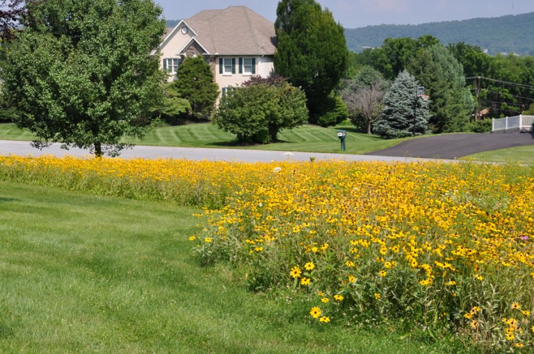 LA IMPLANTACIÓN DE PRADERAS NATURALES DE FLOR – Jardines sin fronteras