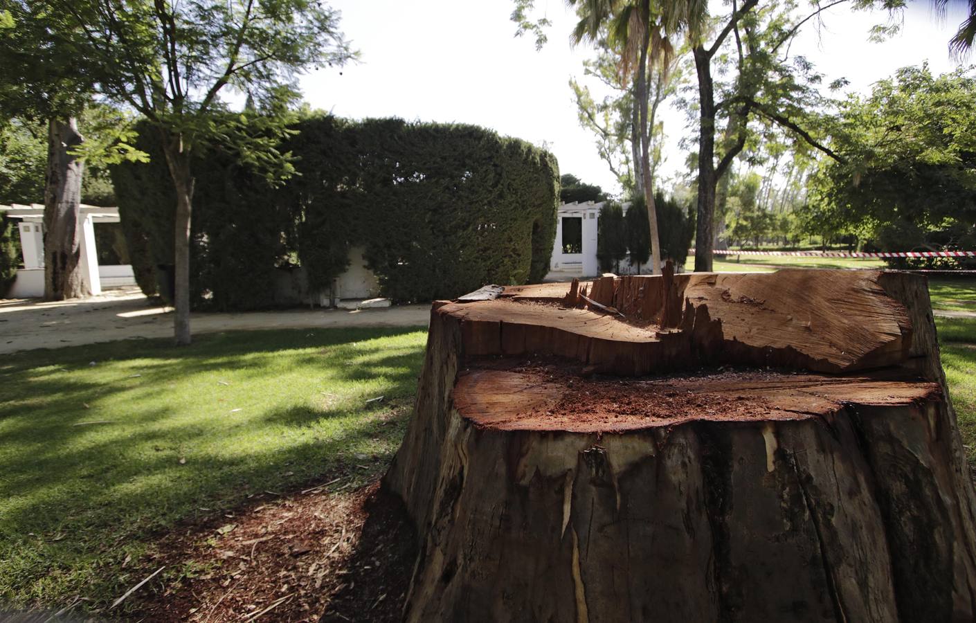Los mitos de la arboricultura: según Alex L. Shigo «100 Tree Myths ...