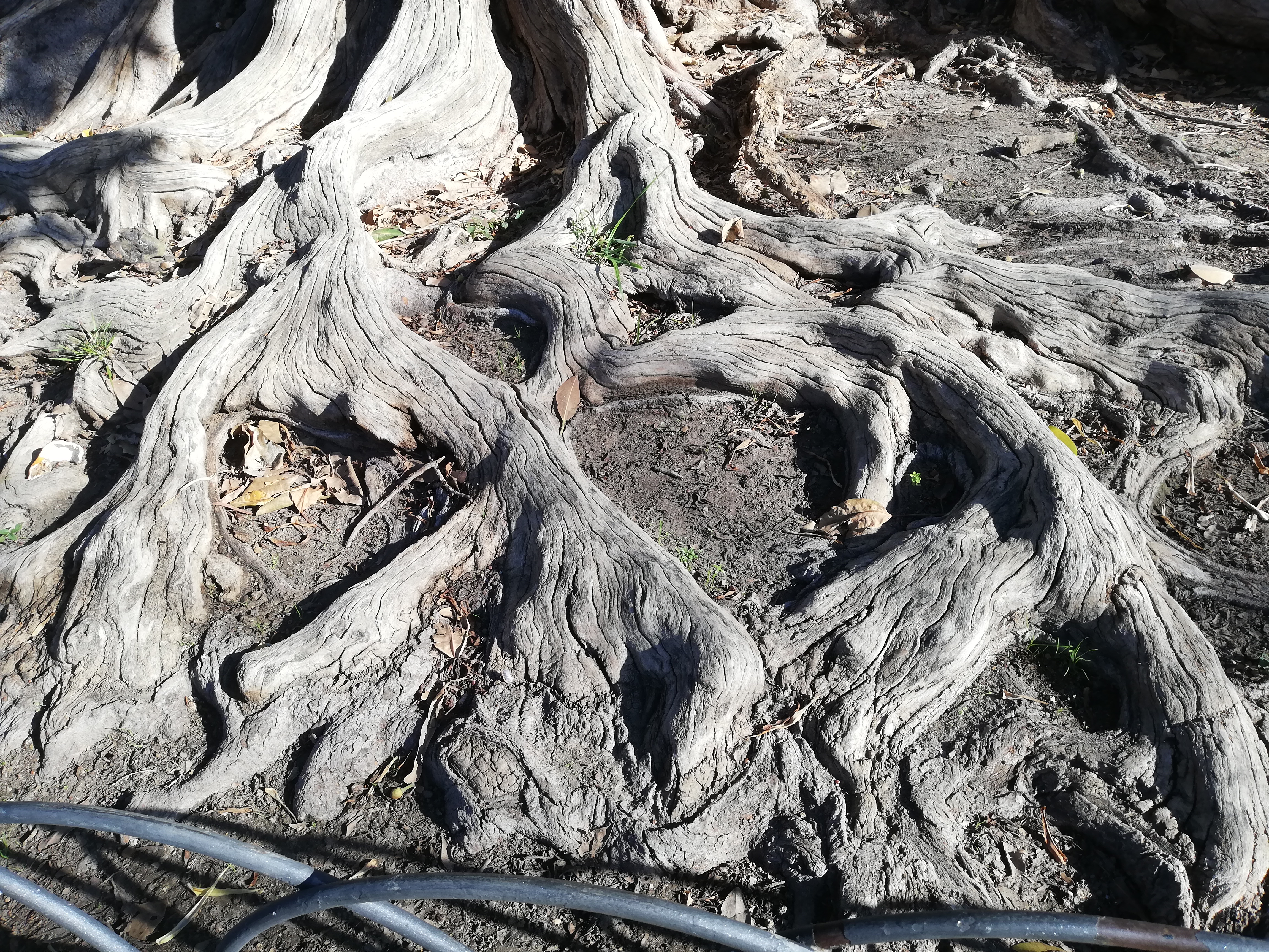 Los mitos de la arboricultura: según Alex L. Shigo «100 Tree Myths ...