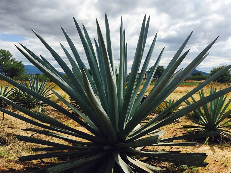 AGAVE SISALANA Y SUS CURIOSIDADES – Jardines sin fronteras