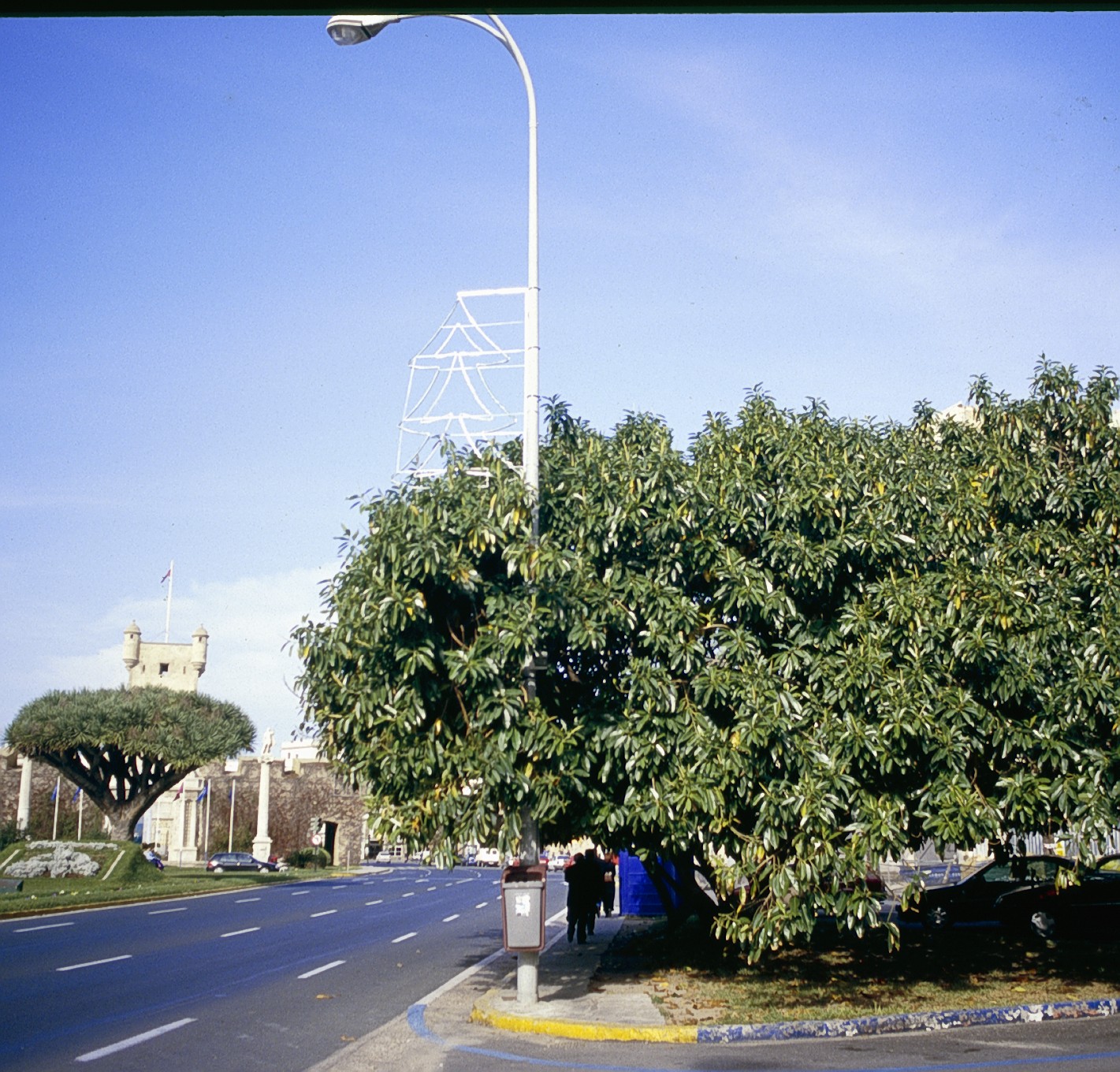 LOS FICUS ELASTICA Y SUS VARIEDADES EN ANDALUCIA – Jardines sin fronteras