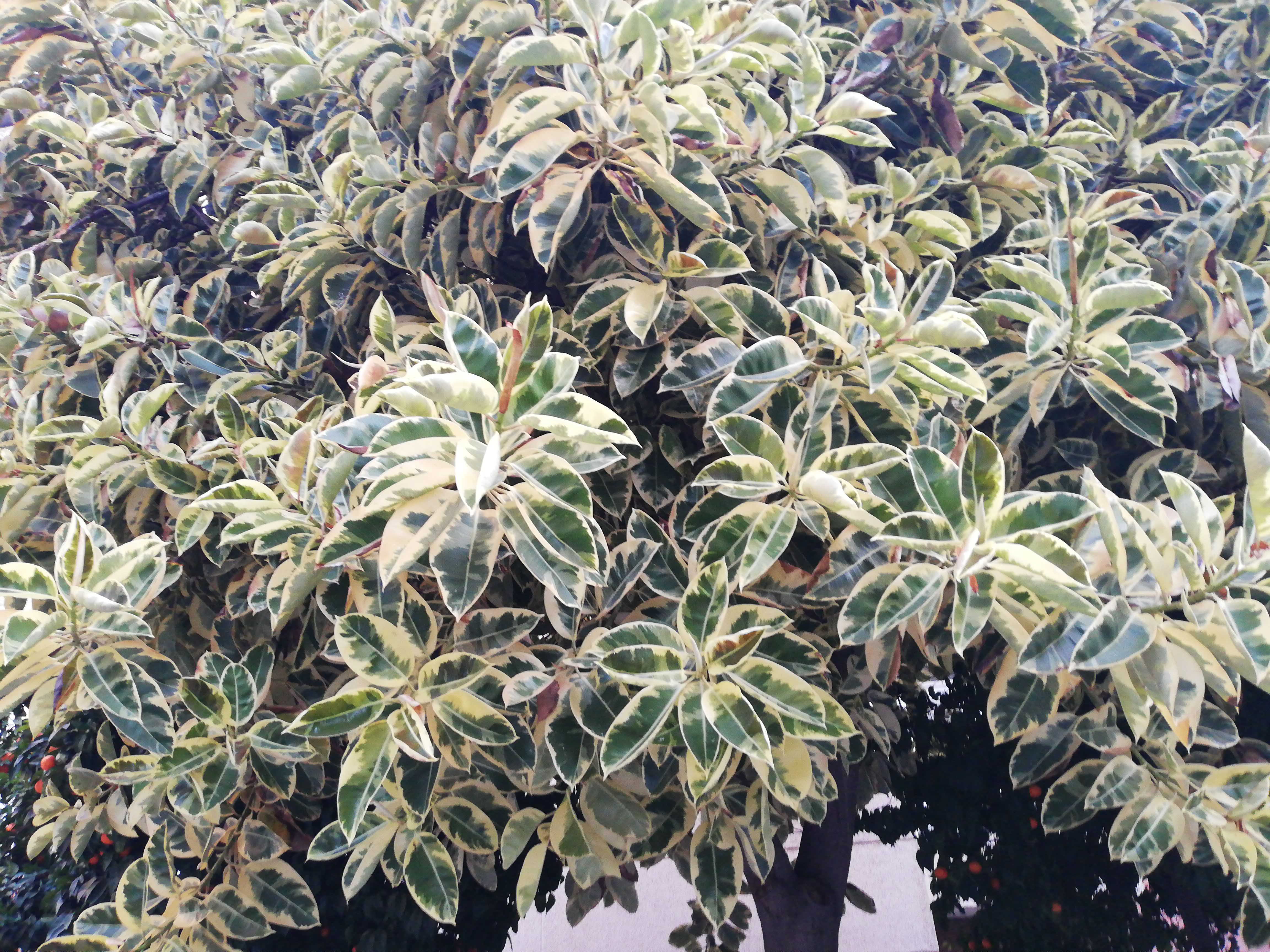 LOS FICUS ELASTICA Y SUS VARIEDADES EN ANDALUCIA – Jardines sin fronteras