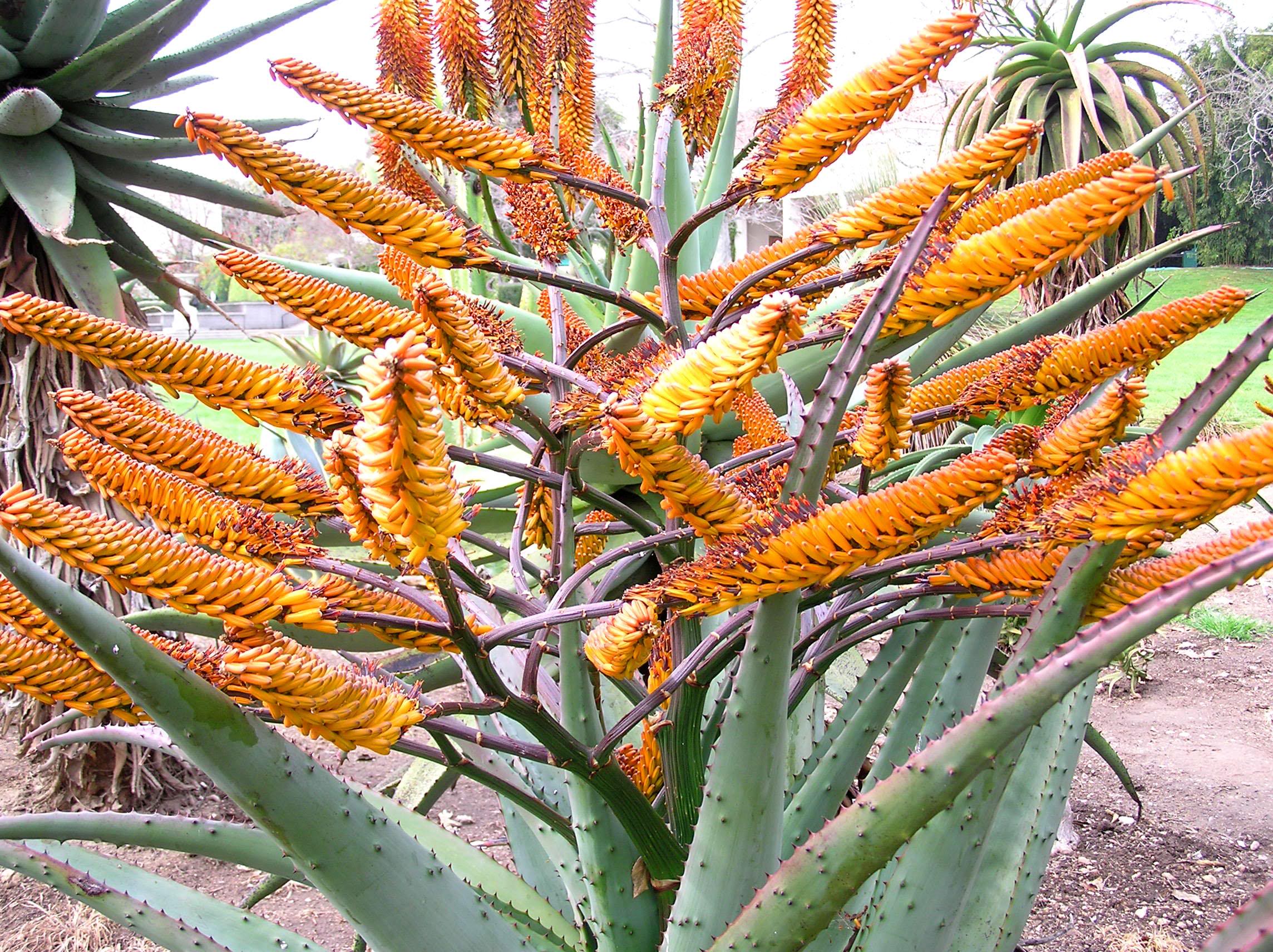 EL ASOMBROSO MUNDO DE LOS ALOES – Jardines sin fronteras