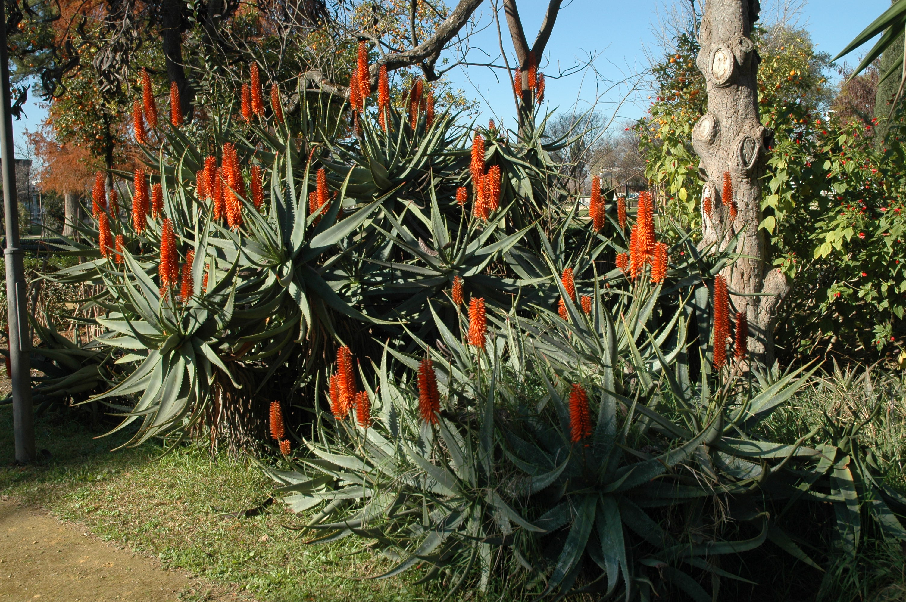 EL ASOMBROSO MUNDO DE LOS ALOES – Jardines sin fronteras
