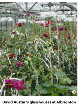 RECORDANDO A DAVID AUSTIN Por CHARLES QUEST-RITSON – Jardines sin fronteras