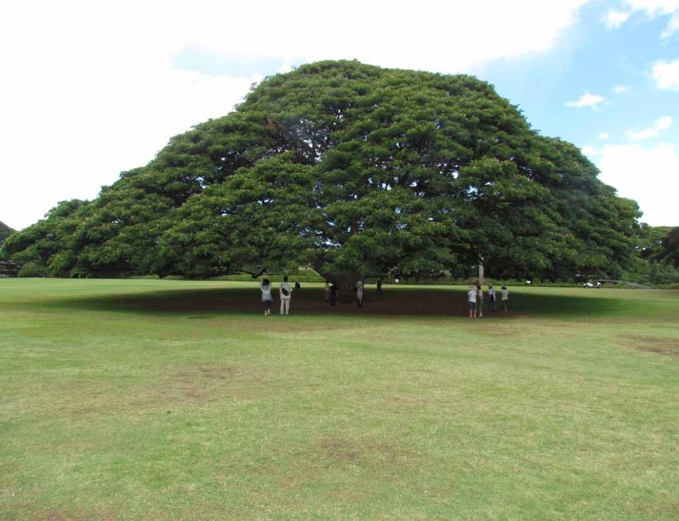 UN ÁRBOL SÍMBOLO CORPORATIVO DE HITACHI CORPORATION – Jardines sin ...