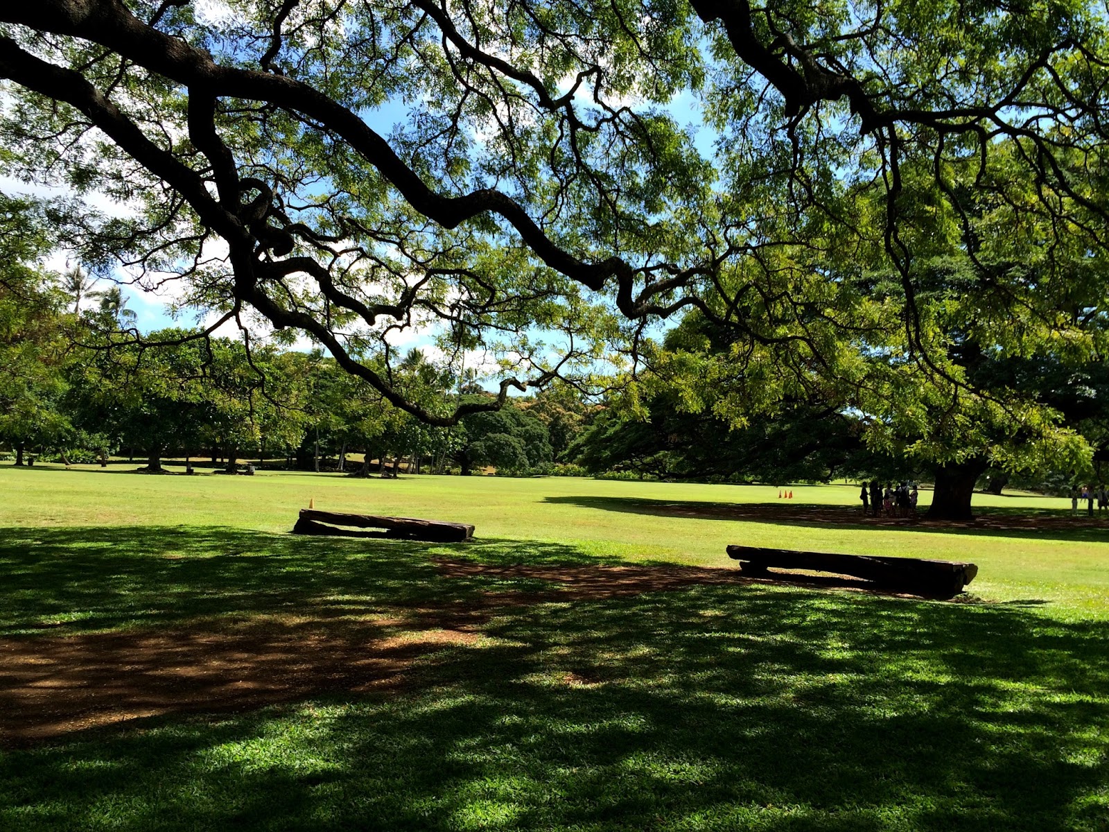UN ÁRBOL SÍMBOLO CORPORATIVO DE HITACHI CORPORATION – Jardines sin ...