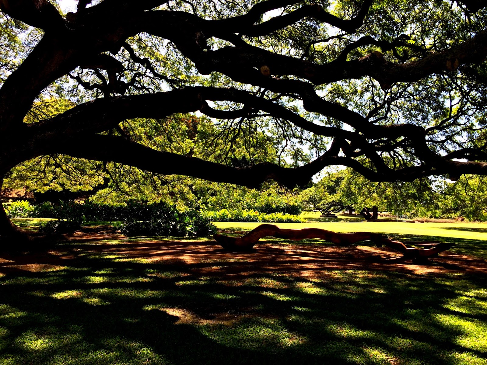 UN ÁRBOL SÍMBOLO CORPORATIVO DE HITACHI CORPORATION – Jardines sin ...