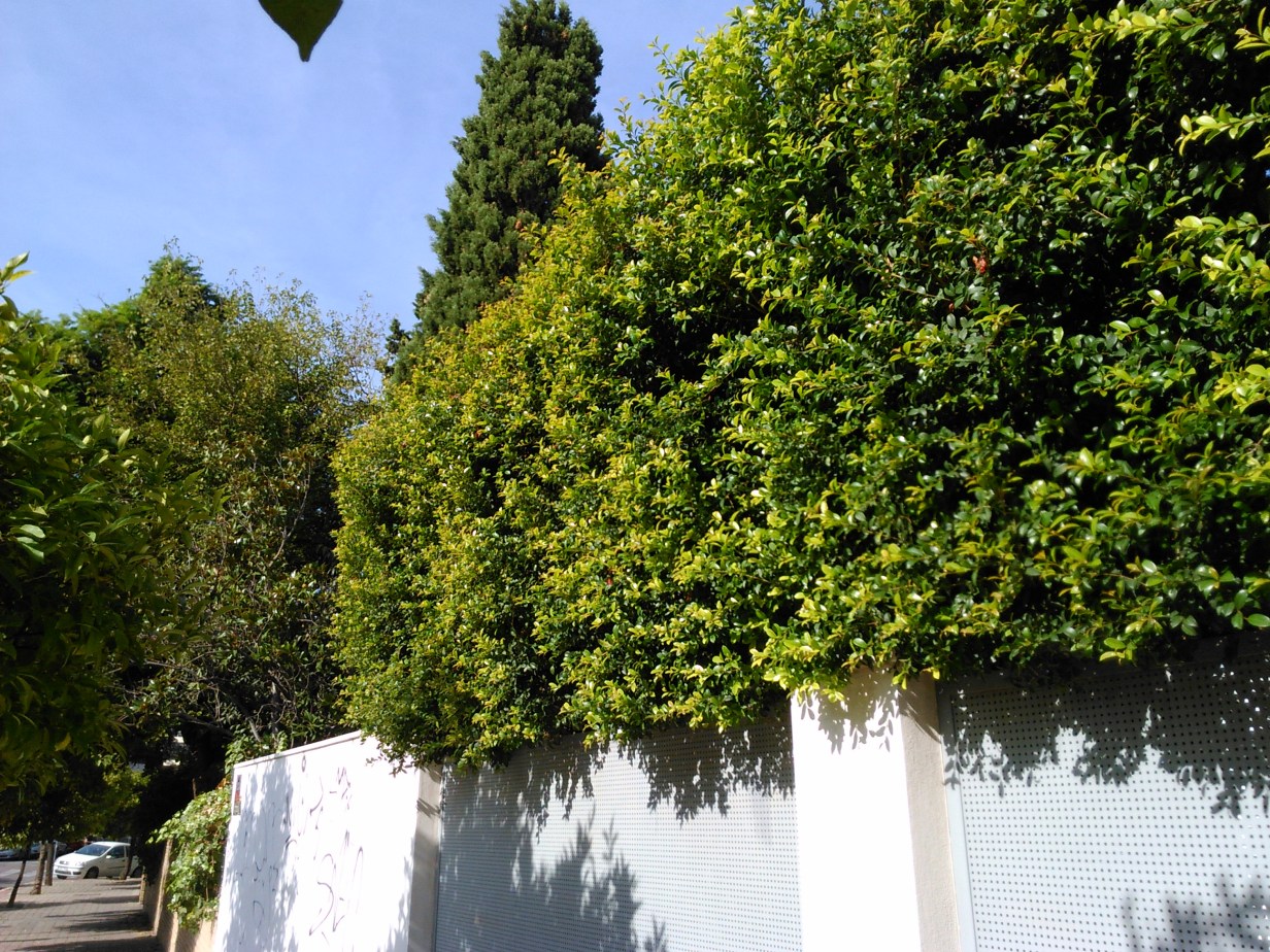 LOS SETOS SELECCIÓN,PLANTACION Y MANTENIMIENTO – Jardines sin fronteras