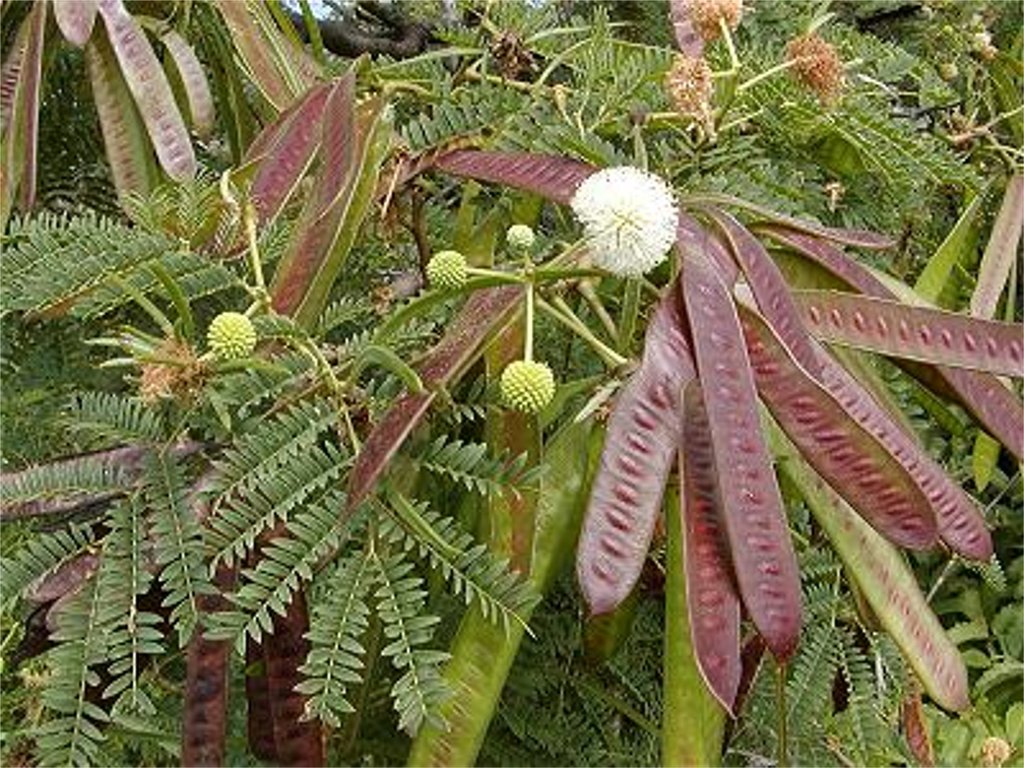 Leucaena leucocephala – Jardines sin fronteras