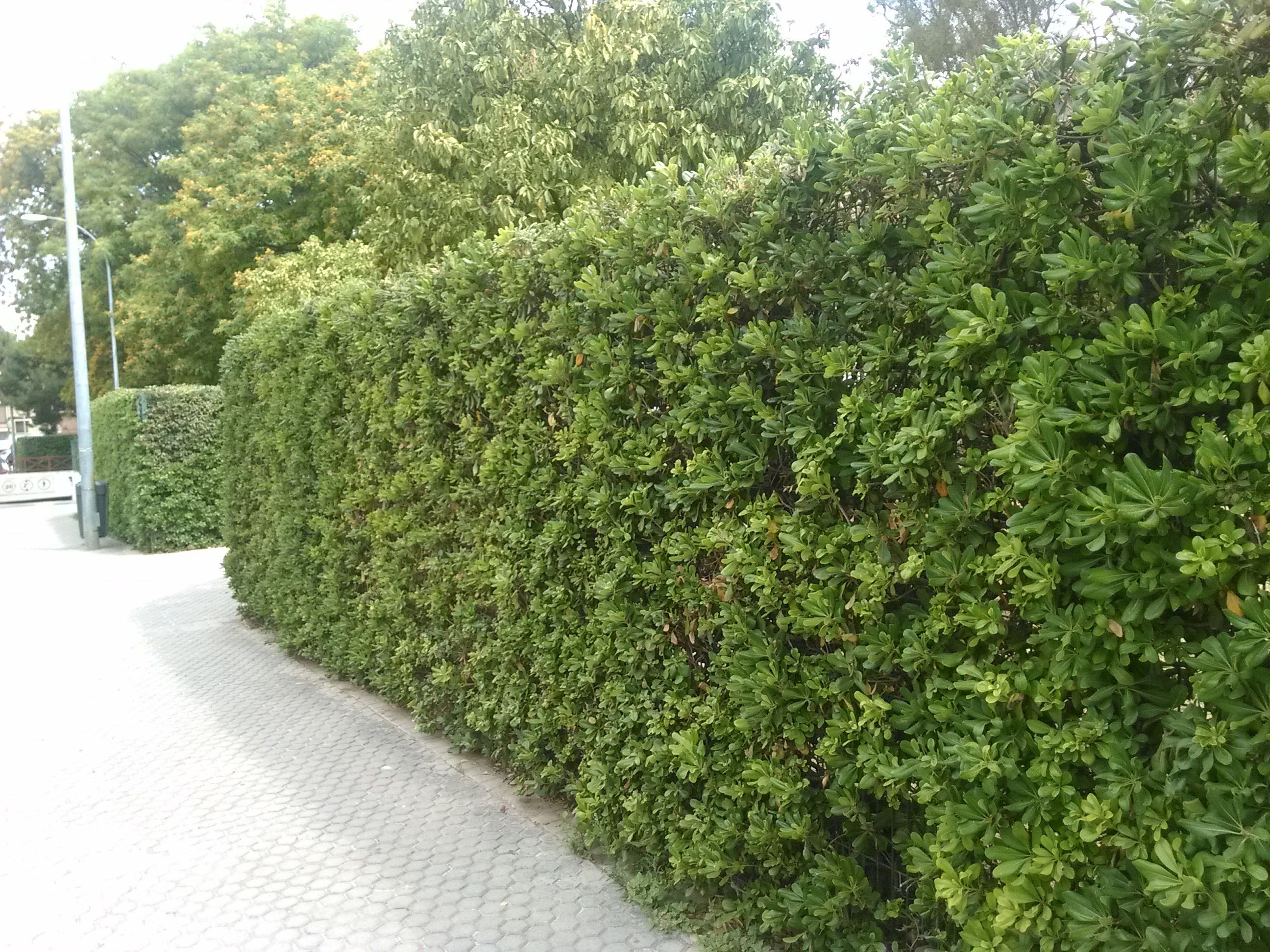 LOS SETOS SELECCIÓN,PLANTACION Y MANTENIMIENTO – Jardines sin fronteras