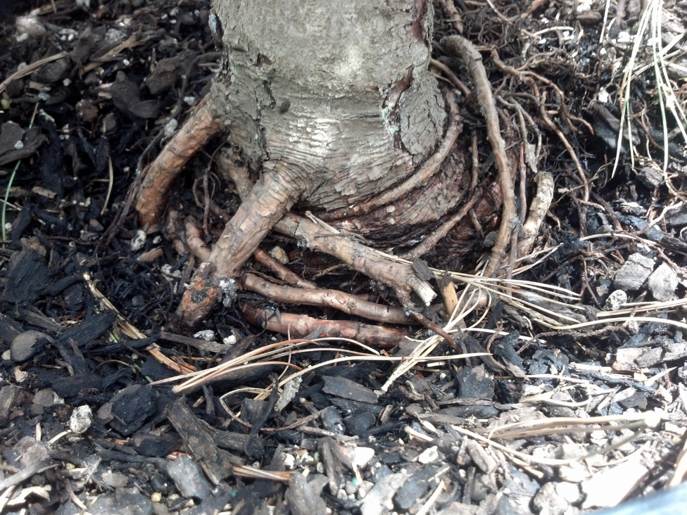 RAICES .-UN CAMBIO PARA MEJOR – Jardines sin fronteras