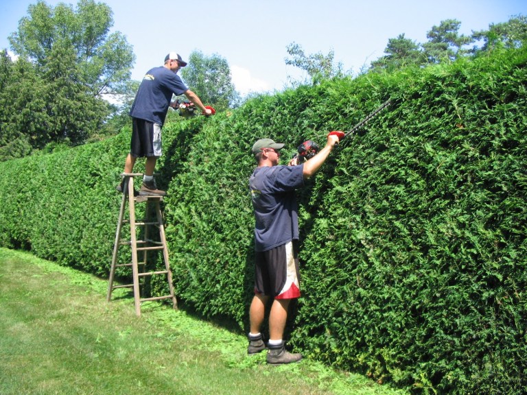 LOS SETOS SELECCIÓN,PLANTACION Y MANTENIMIENTO – Jardines sin fronteras